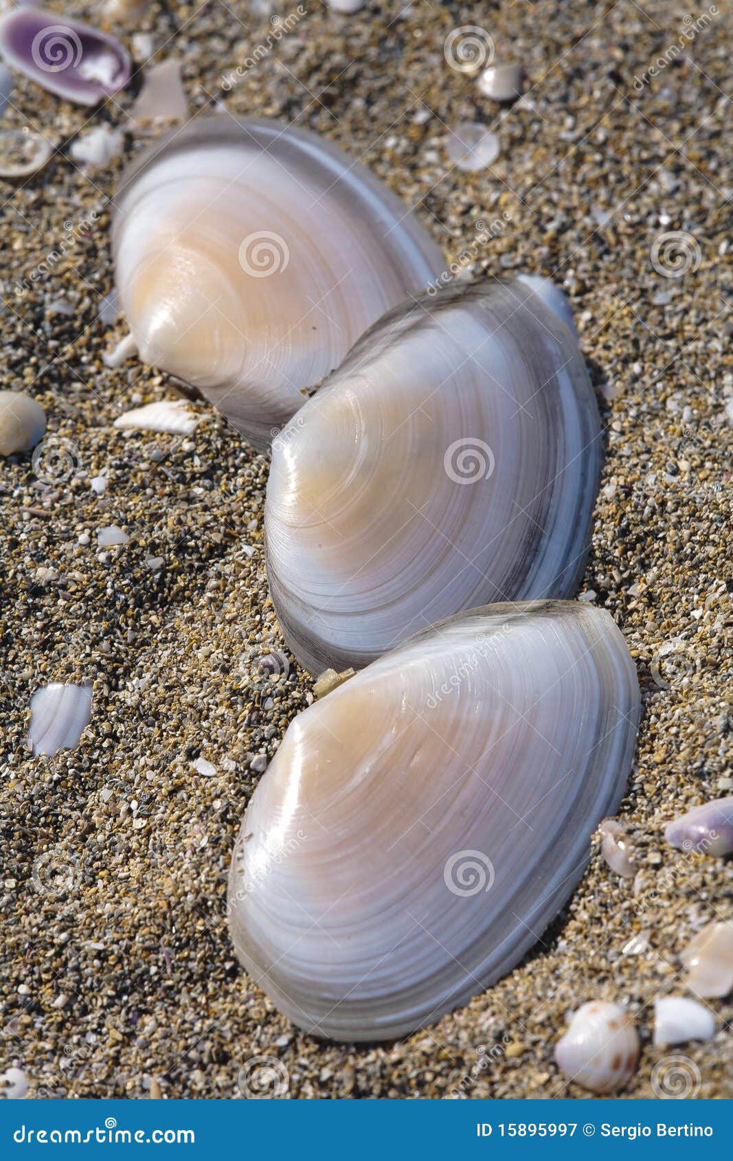 Shells in sand stock image. Image of nature, background - 15895997