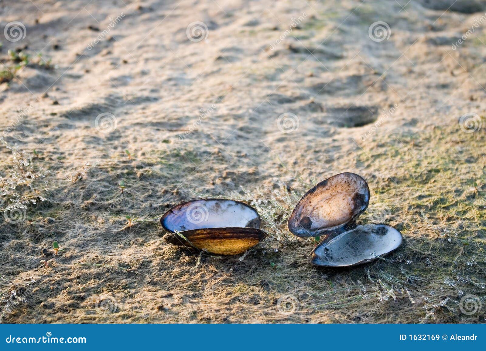 Shells on the sand stock image. Image of life, waters - 1632169