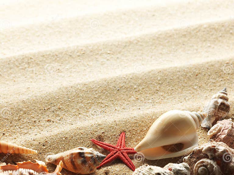 Shells on the sand stock photo. Image of shells, shell - 17286490