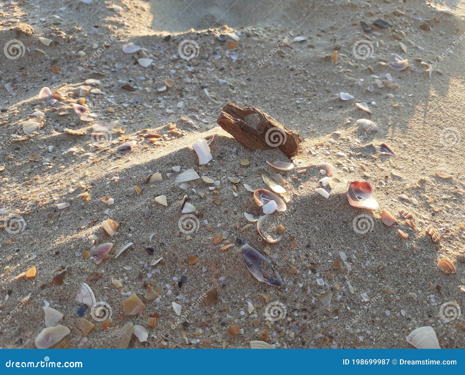 Shells and sand stock image. Image of sand, shells, summer - 198699987