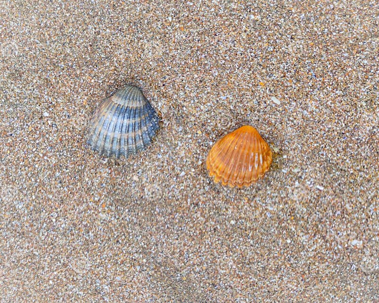 Shells in sand stock photo. Image of shel, rock, shells - 217405154