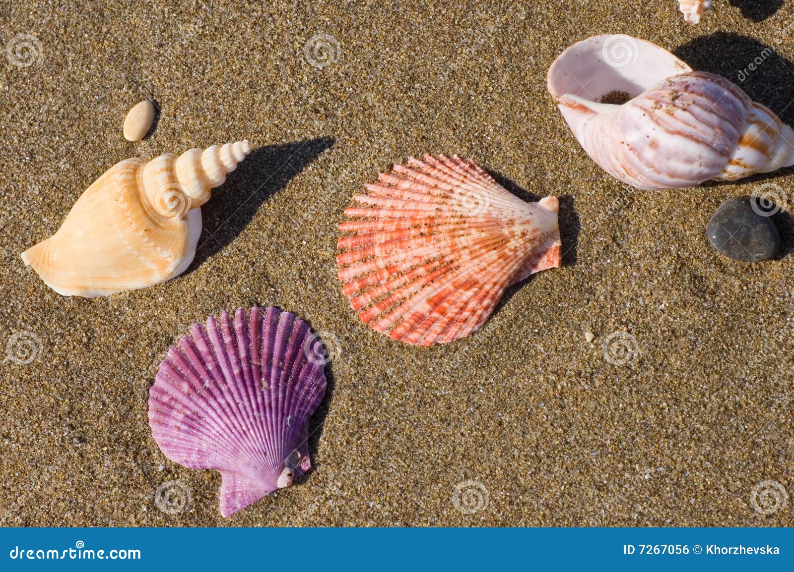 Shells on the sand stock photo. Image of nature, water - 7267056