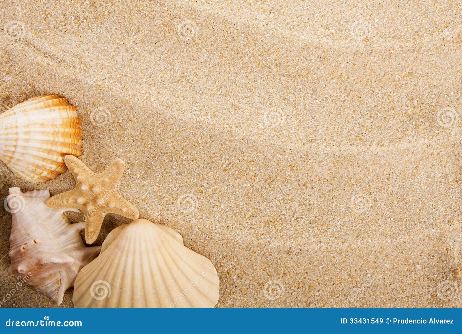 Shells and sand stock image. Image of shells, background - 33431549