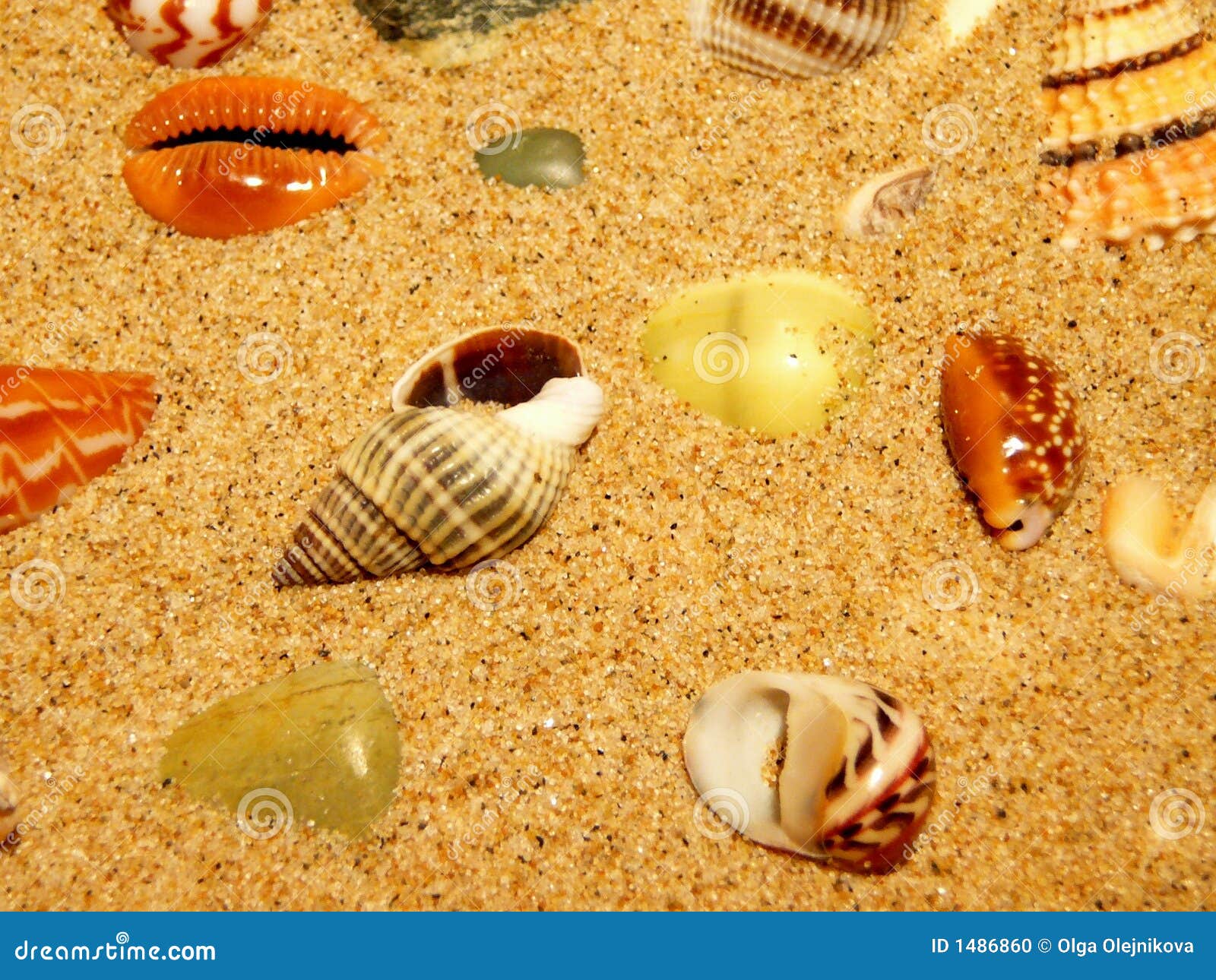 Shells on sand beach stock photo. Image of colored, blend - 1486860