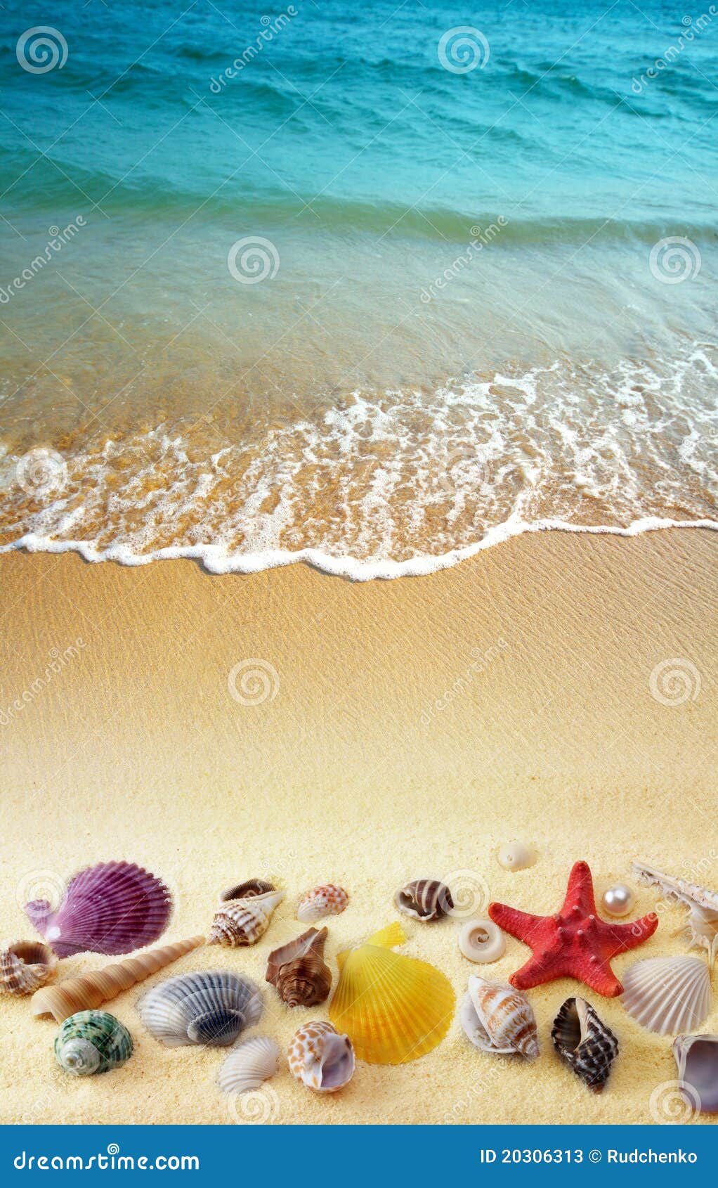 Shells on sand beach stock image. Image of scene, landscape - 20306313