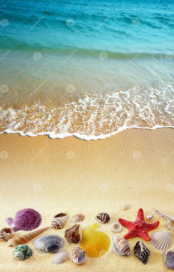 Shells on sand beach stock image. Image of scene, landscape - 20306313