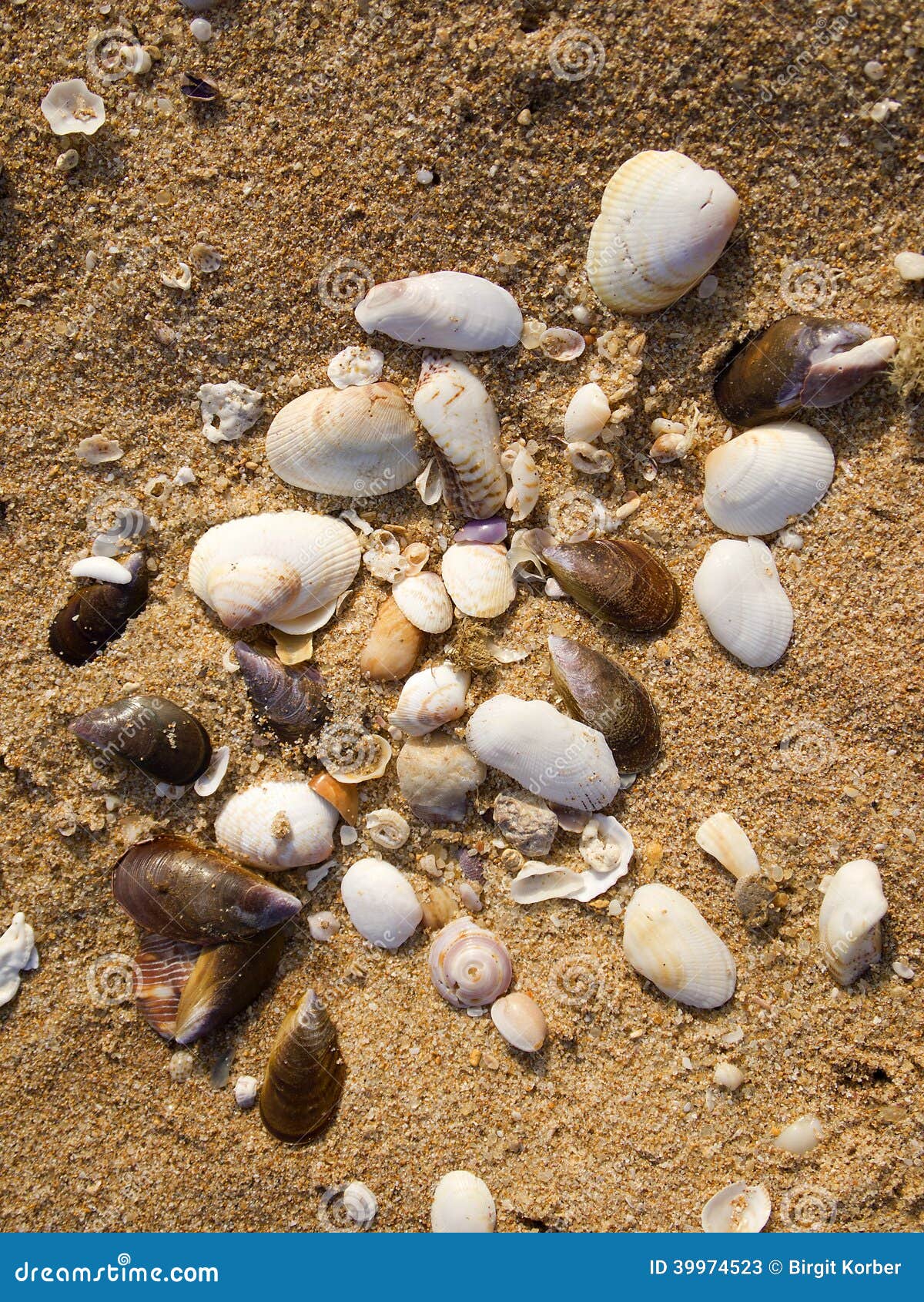 Shells in the sand stock image. Image of small, tourism - 39974523