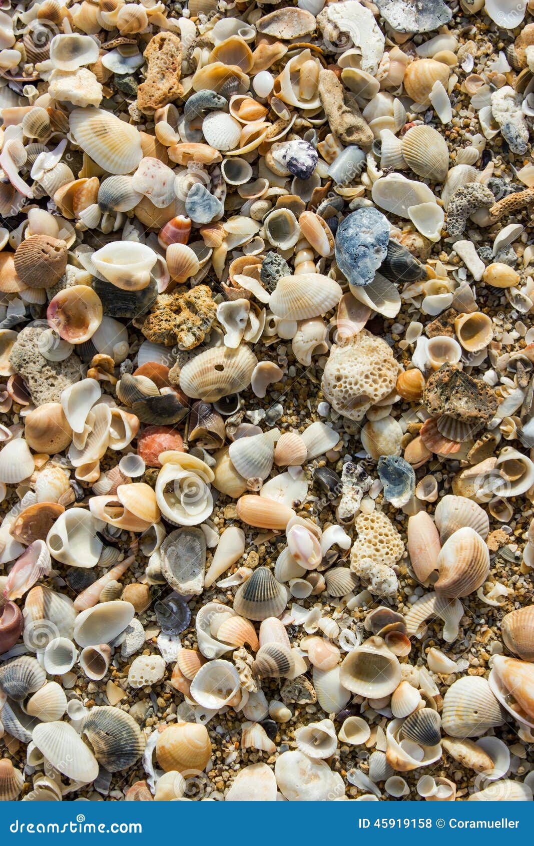 Shells stock photo. Image of summer, coast, beach, sand - 45919158