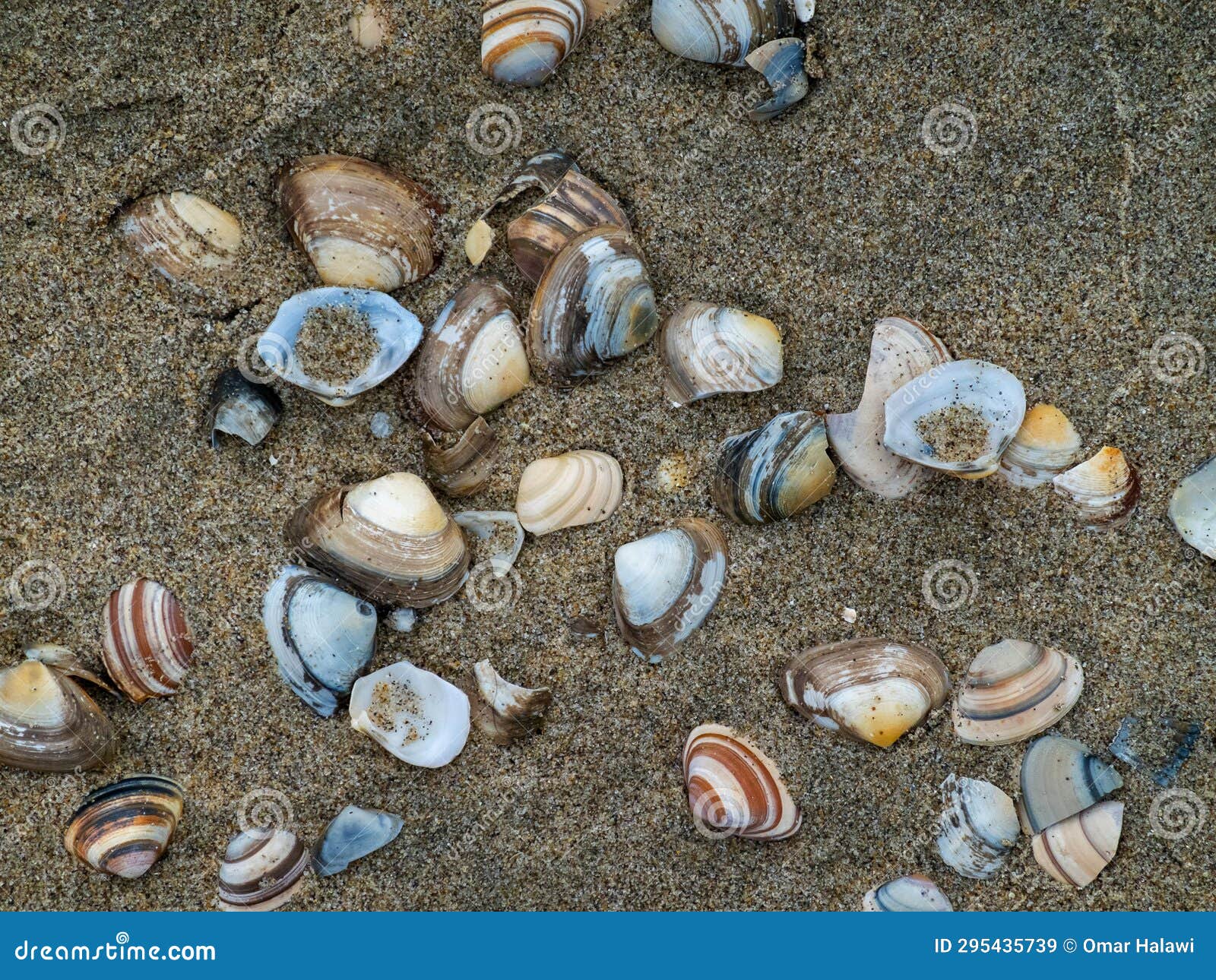 Shells on Sand Beach.Many Types of Shells on Sand Stock Image - Image ...