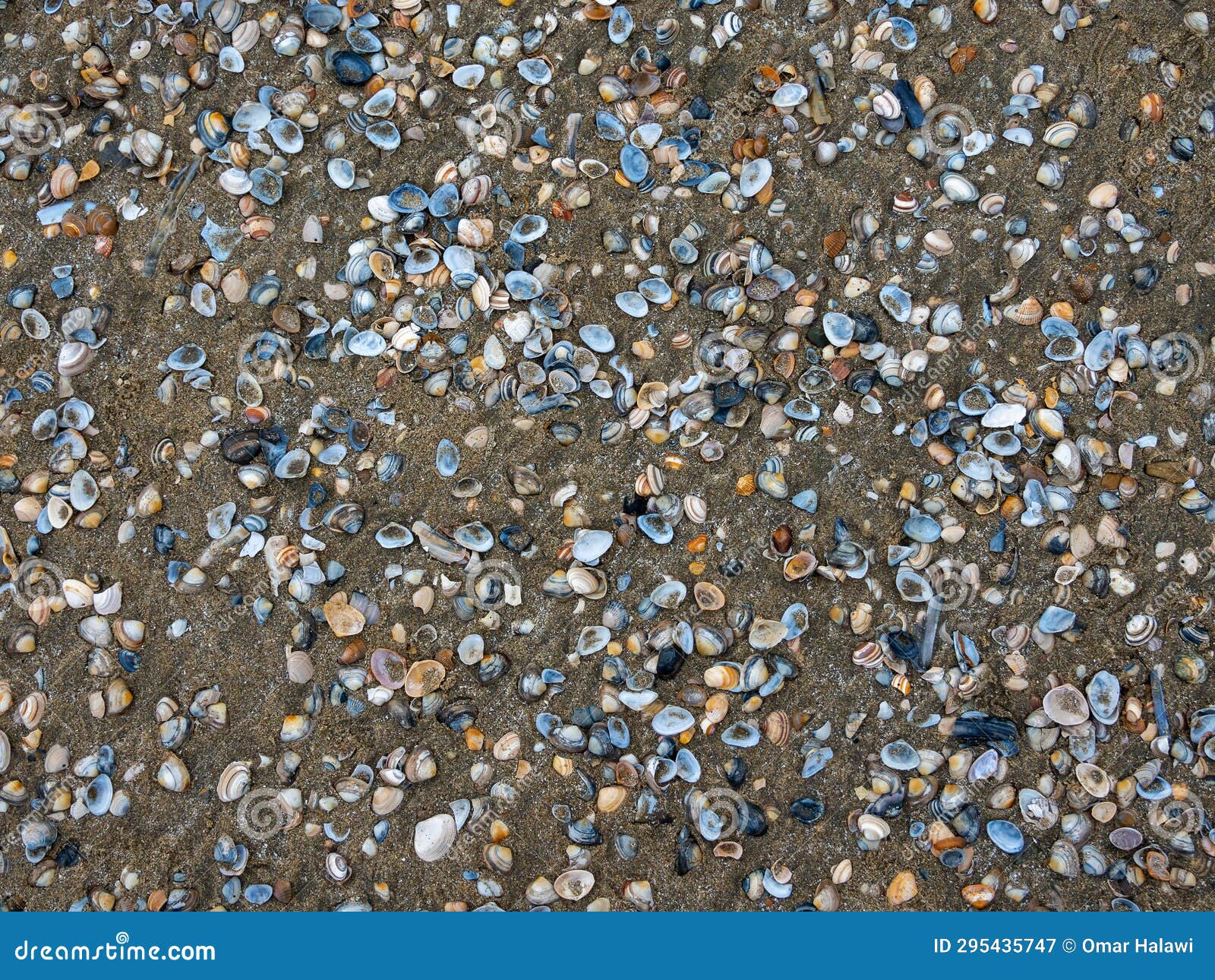 Shells on Sand Beach.Many Types of Shells on Sand Stock Image - Image ...