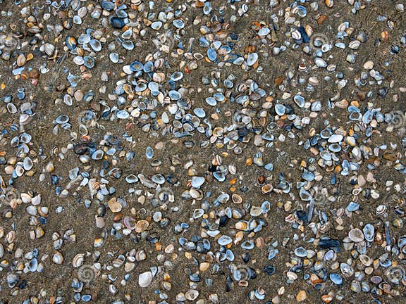 Shells on Sand Beach.Many Types of Shells on Sand Stock Image - Image ...