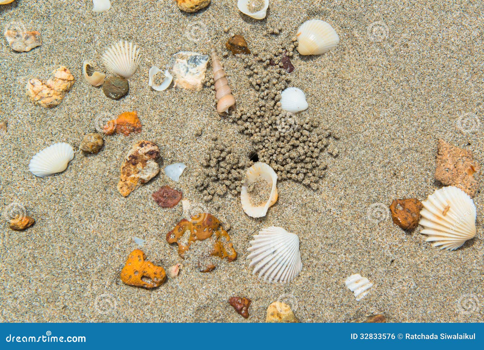 Shells on the sand beach stock photo. Image of aquatic - 32833576