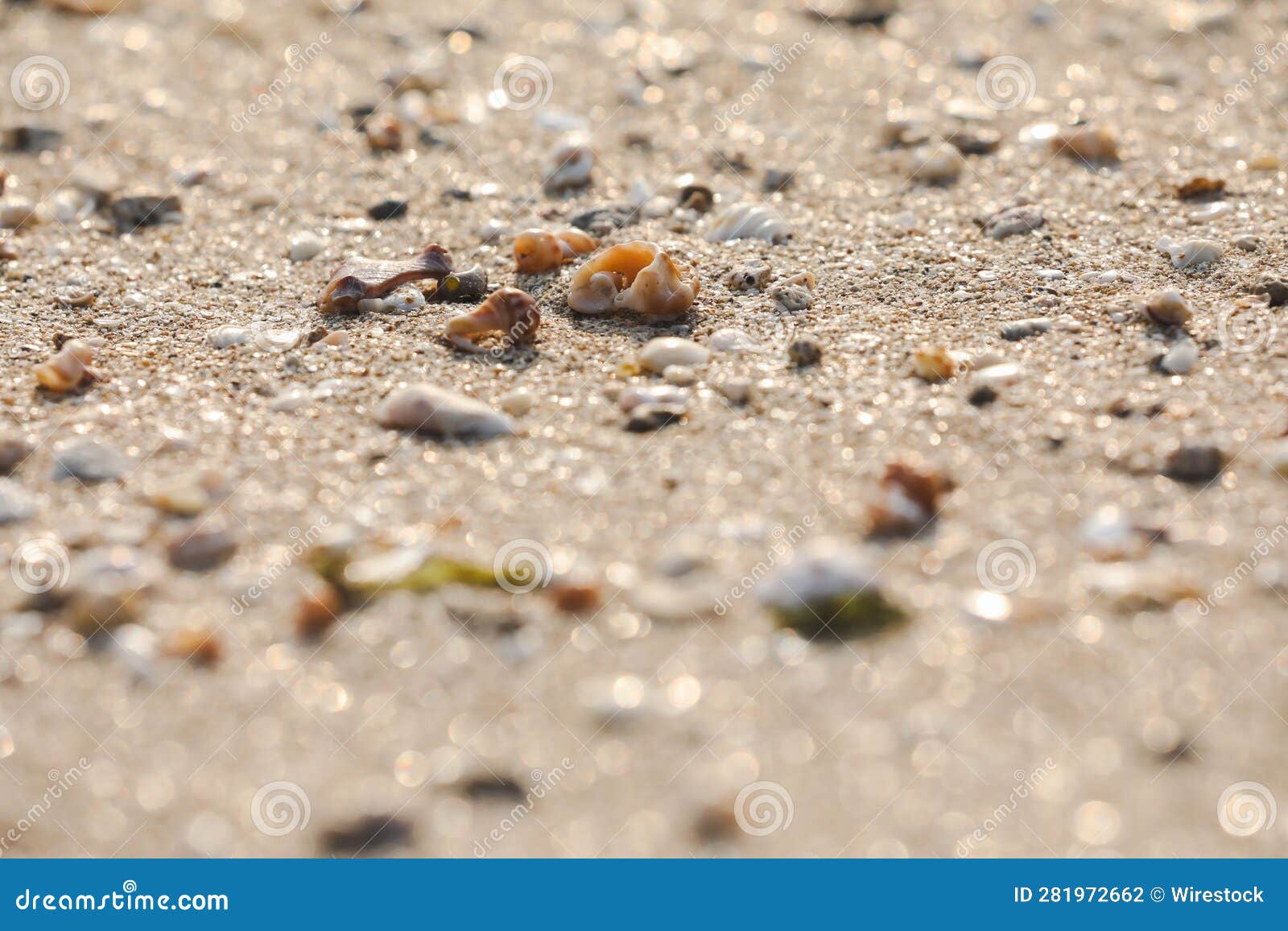 Shells and Sand on the Beach in the Sunlight Stock Photo - Image of ...
