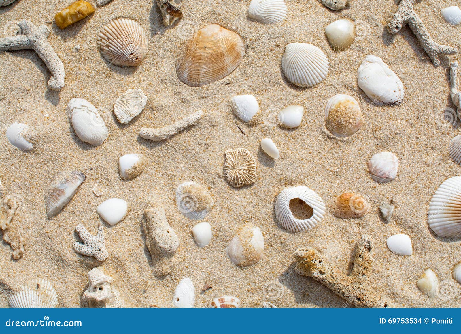Shells on the sand beach stock photo. Image of seashore - 69753534