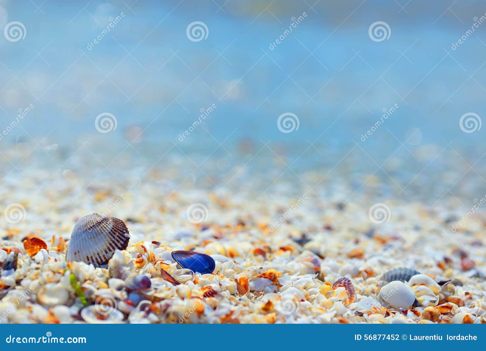 Shells and sand stock photo. Image of marine, object - 56877452