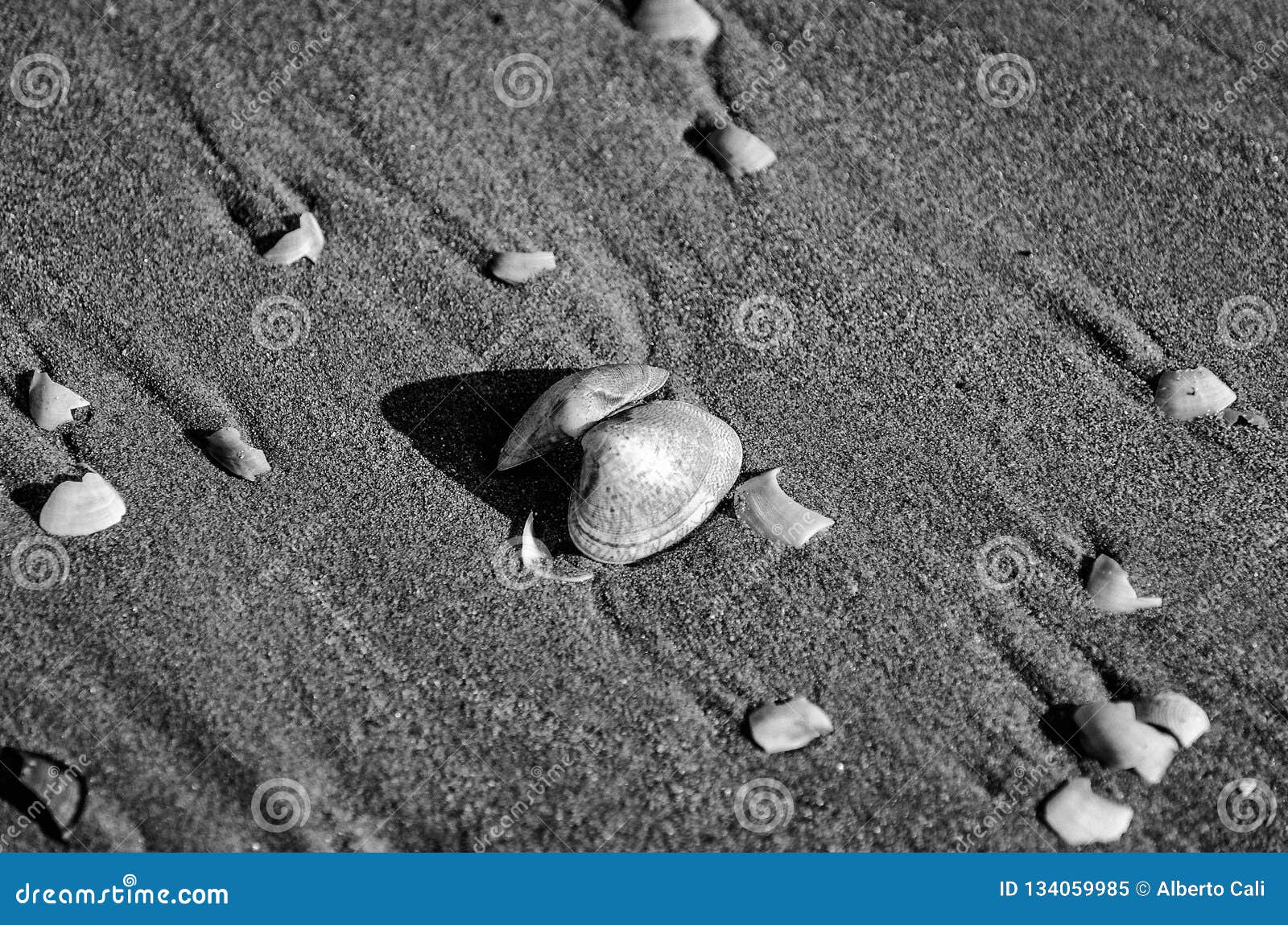 Shells on the Sand of a Sunny Beach. Presented in Black and White Stock ...