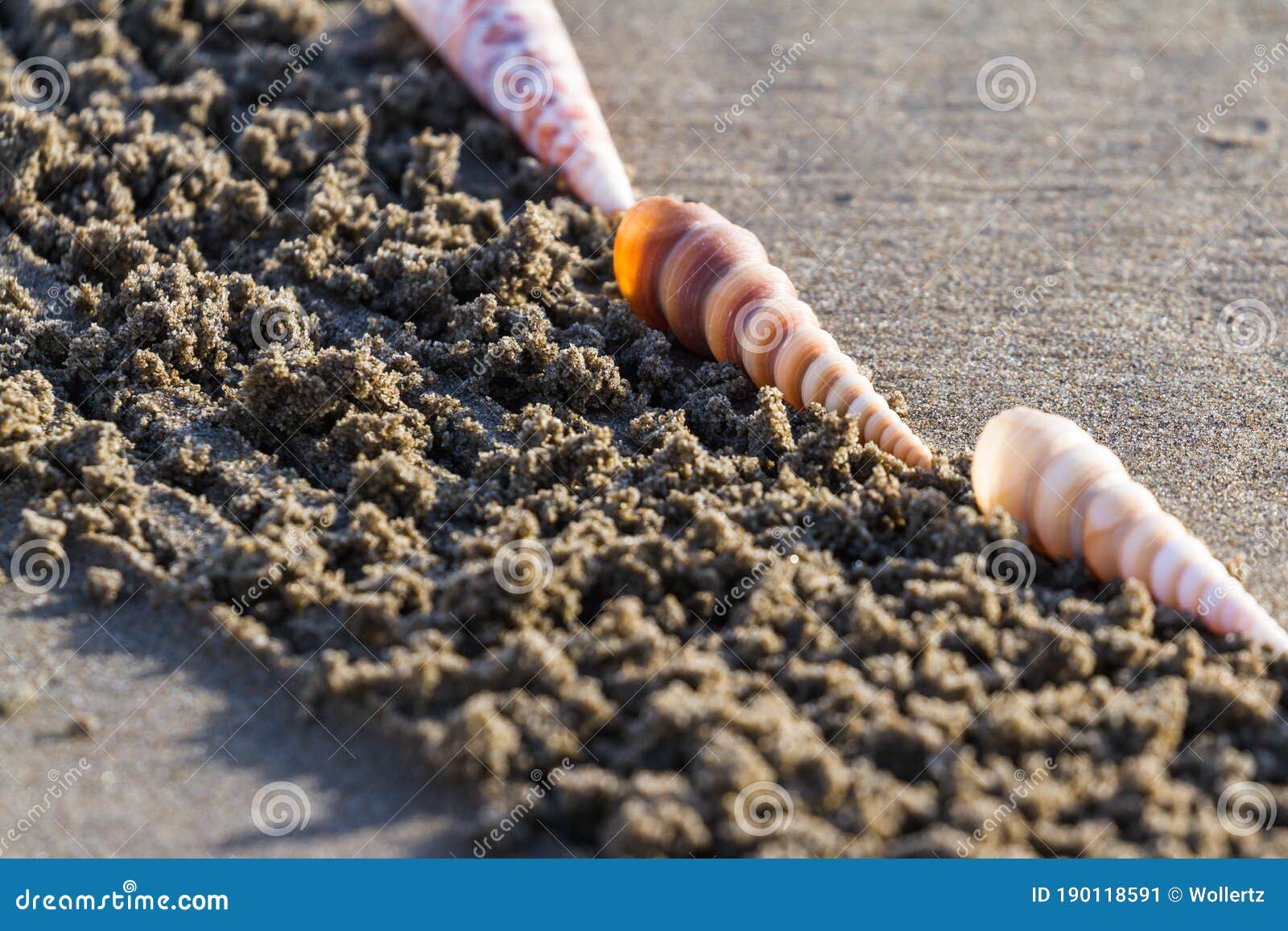 Shells in the sand stock image. Image of west, nature - 190118591