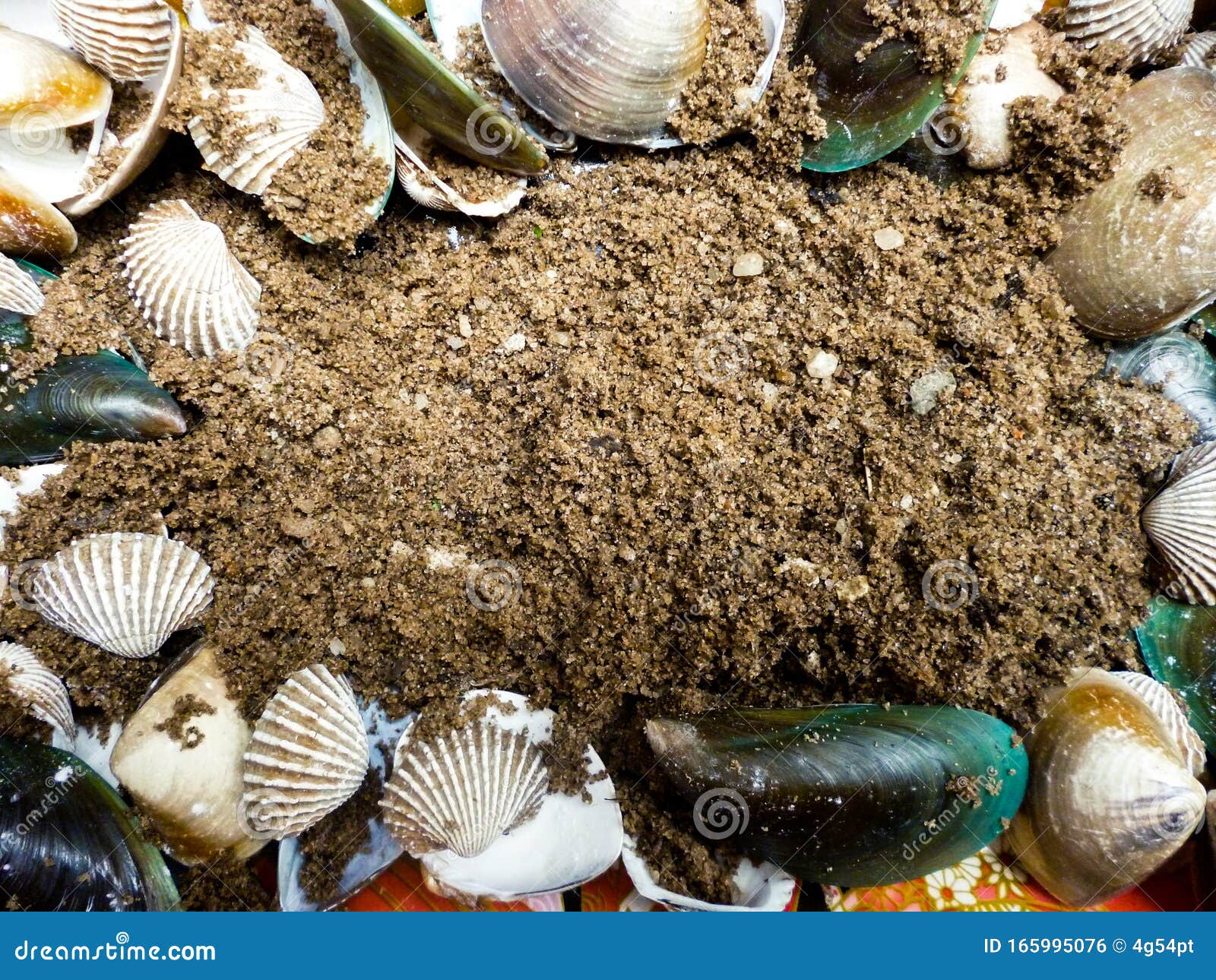 Shells and Sand on a Colorful Tray Stock Photo - Image of concept ...