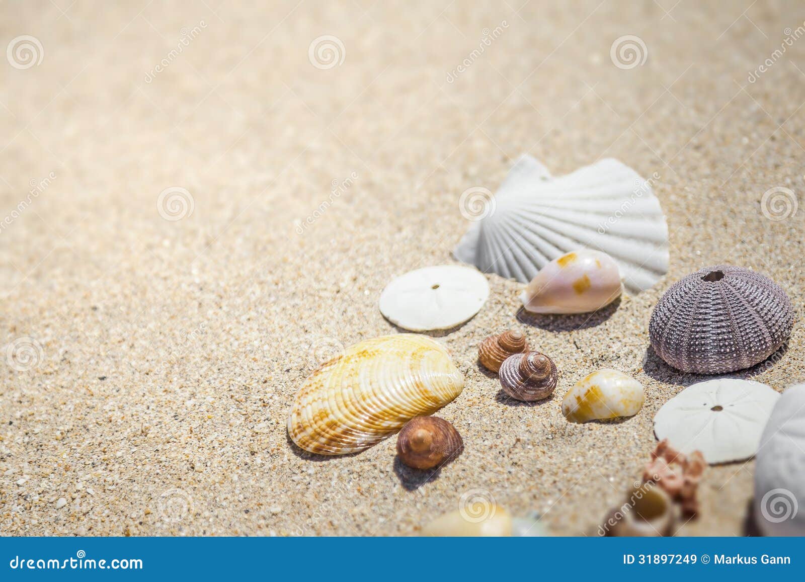 Shells and sand stock image. Image of macro, collection - 31897249