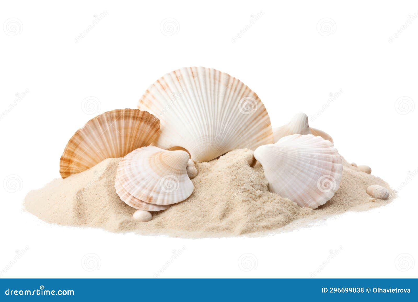 Shells on Sand Isolated on Transparent Background, Png File Stock ...