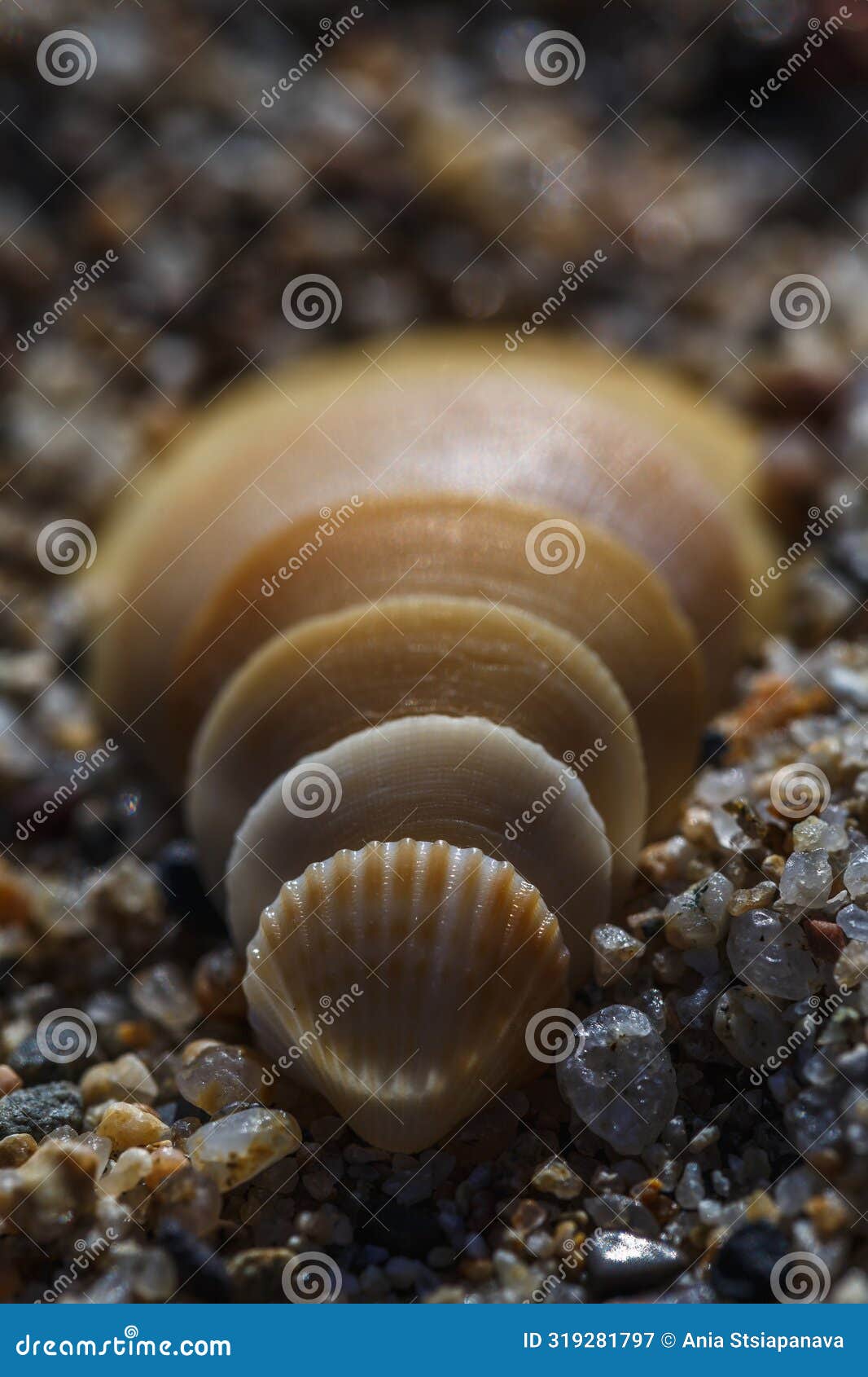 Shells on the sand macro stock image. Image of texture - 319281797