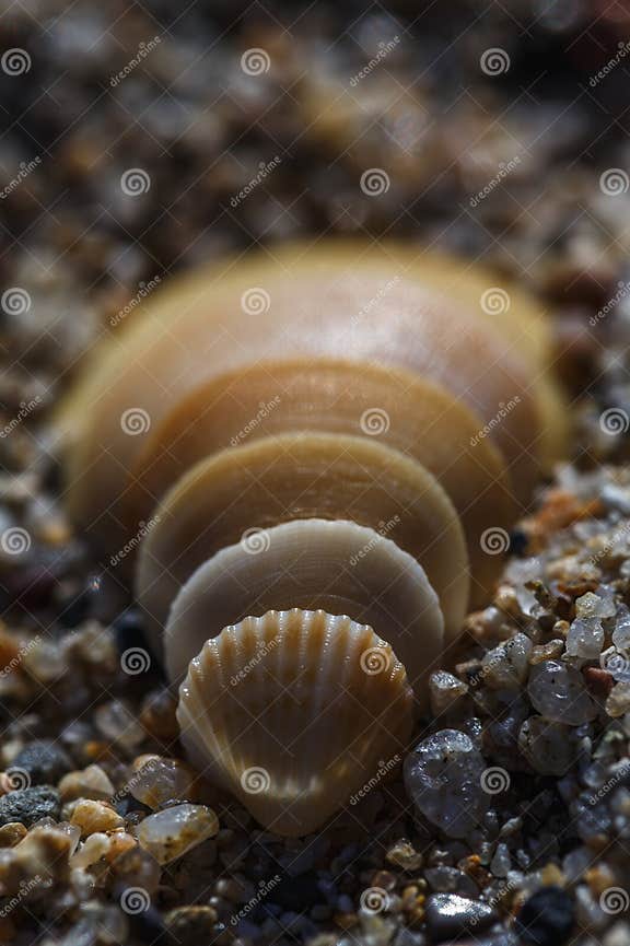 Shells on the sand macro stock image. Image of texture - 319281797
