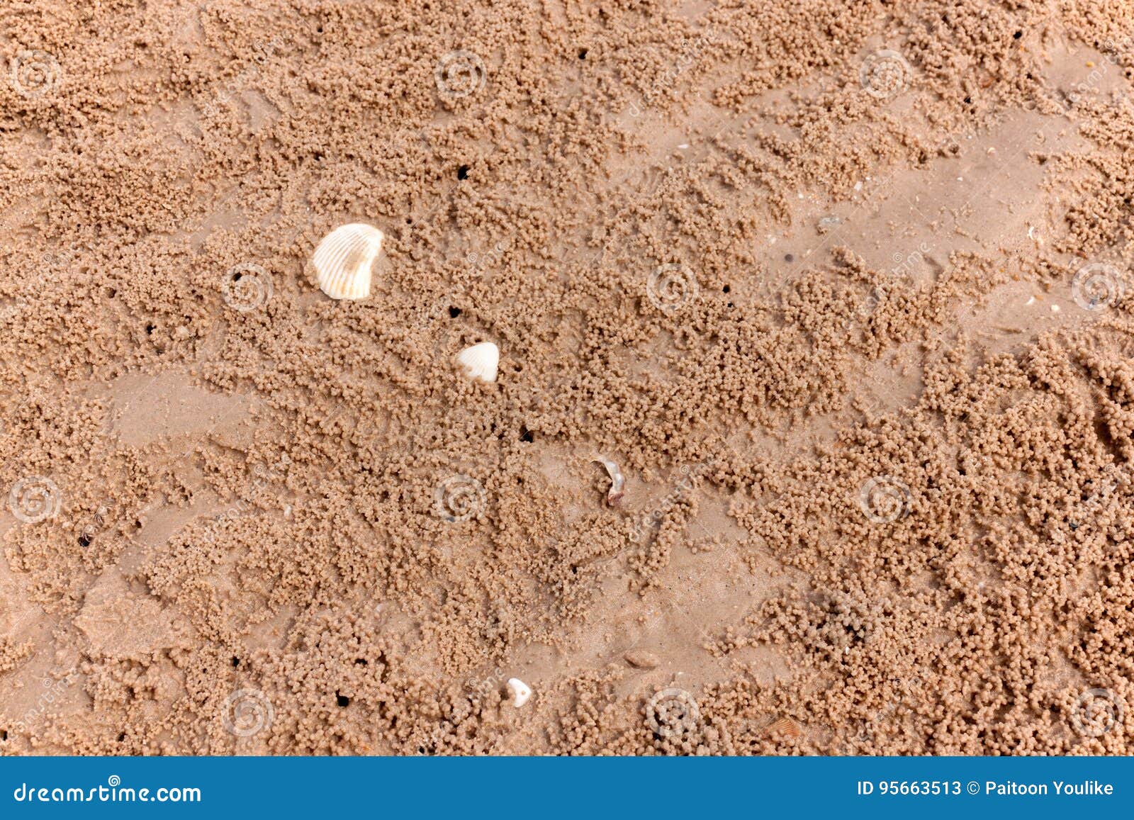 Shells on sand in nature stock image. Image of tourism - 95663513