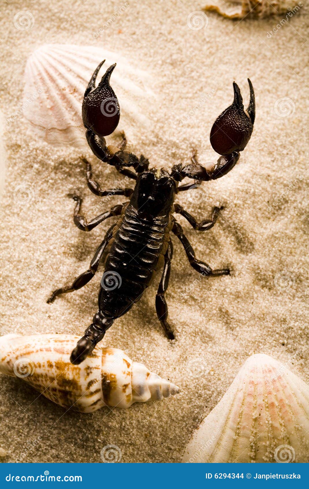 Shells, sand and scorpion stock photo. Image of injecting - 6294344