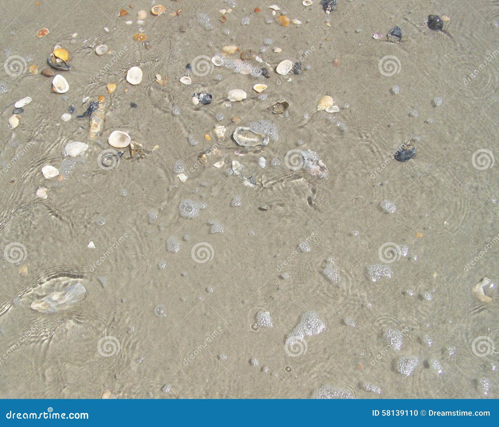 Shells and Sand stock photo. Image of water, sark, ripples - 58139110