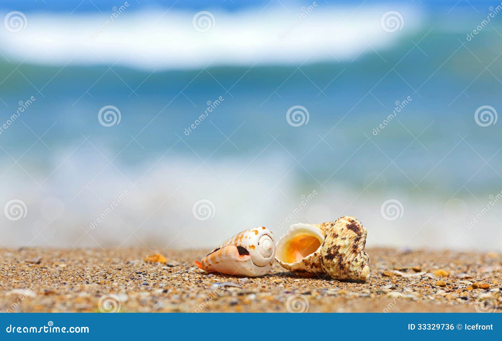 Shells in Sand on the Sea Side Stock Photo - Image of concept, spiral ...