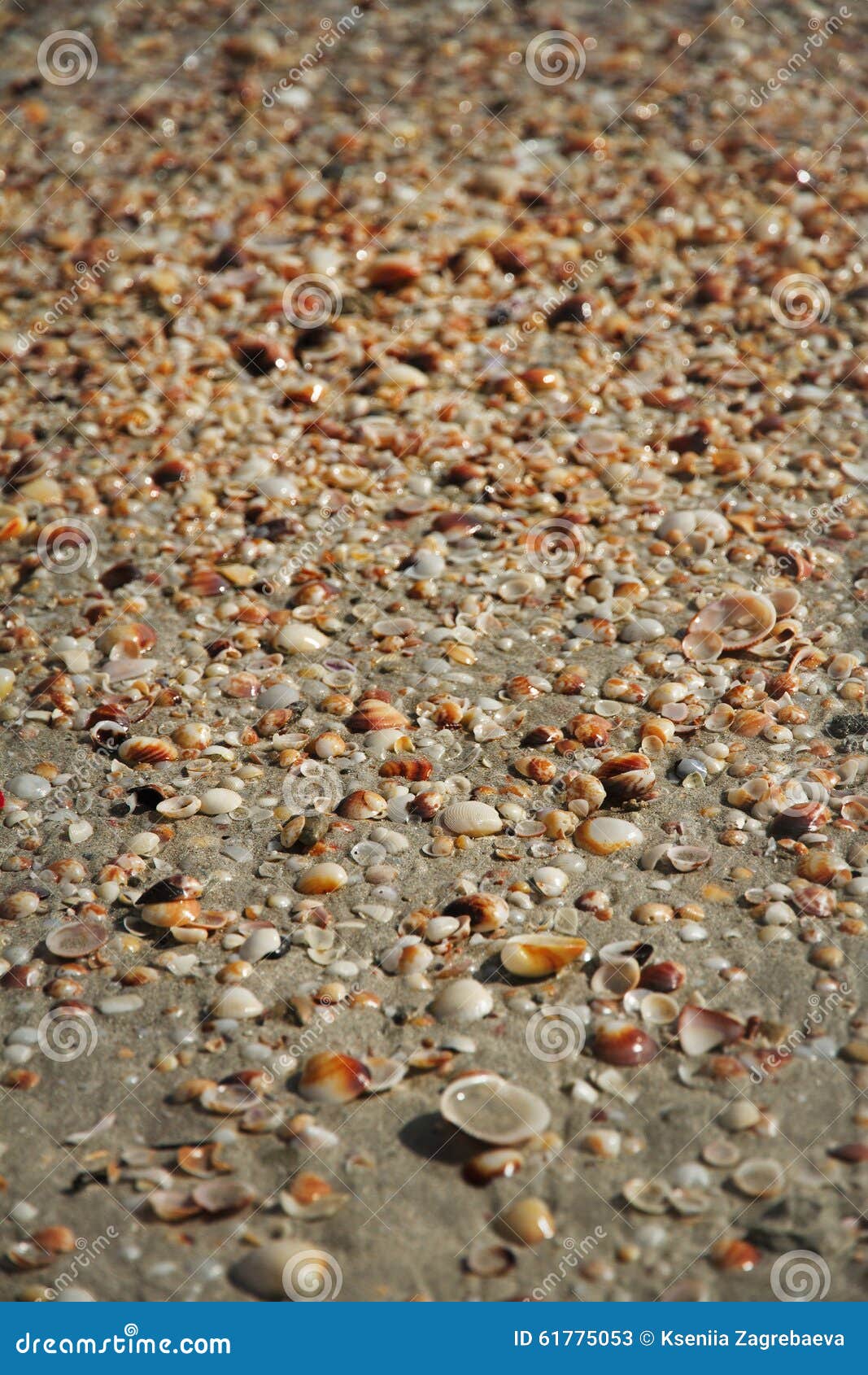 Shells on the sand stock image. Image of shore, tour - 61775053