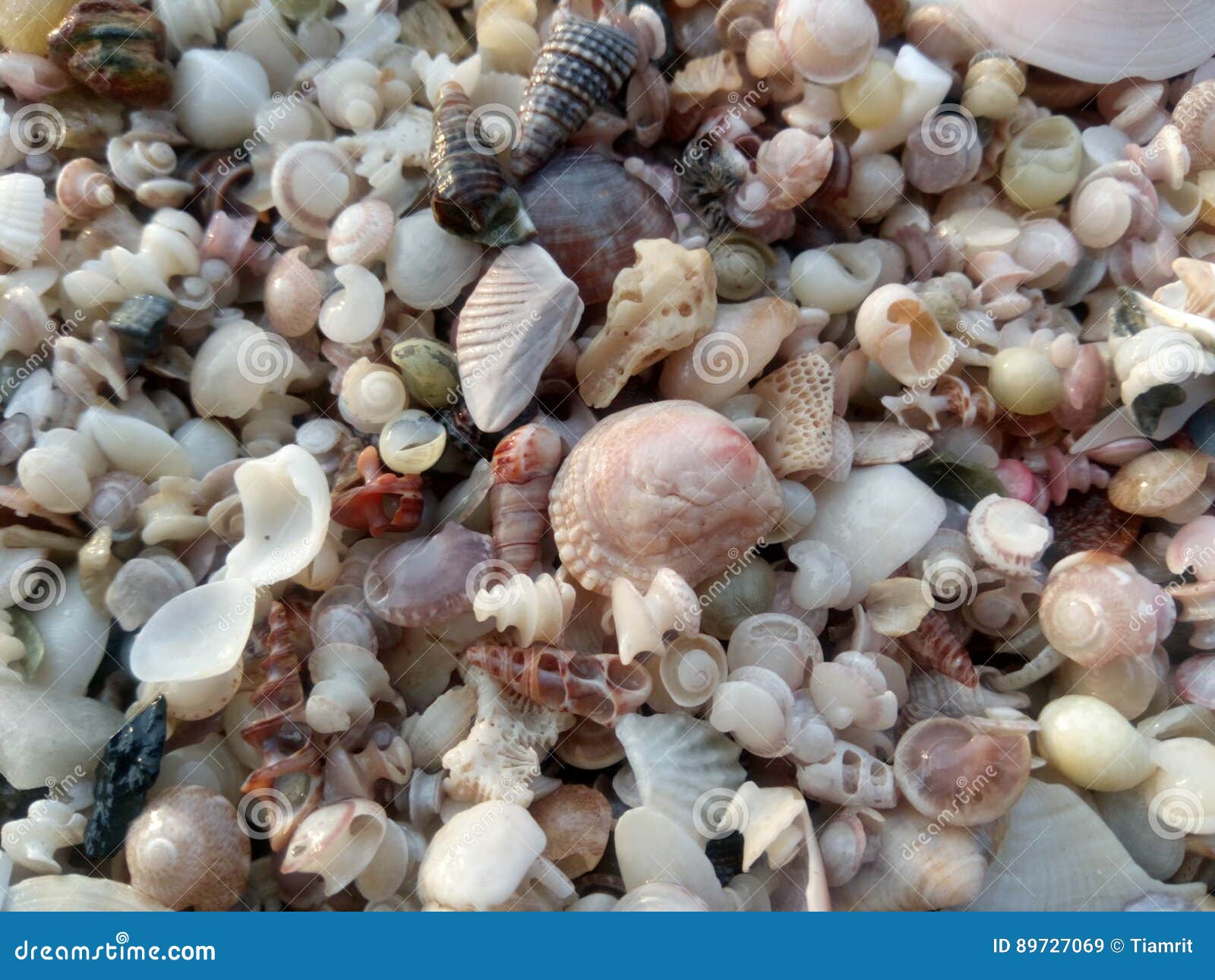 Shells and sand stock image. Image of look, shell, sand - 89727069