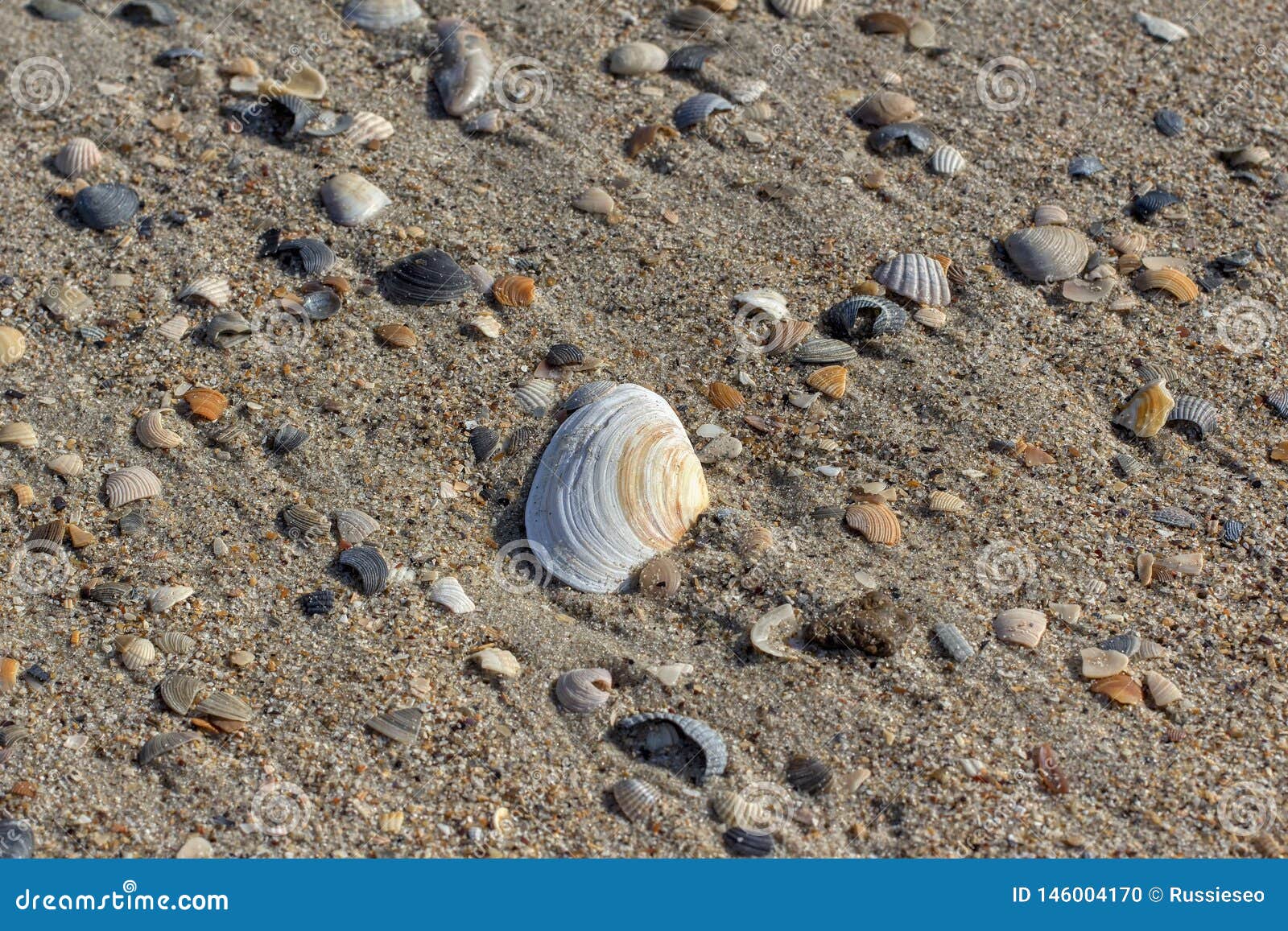 Shells and sand stock photo. Image of coast, rock, marine - 146004170