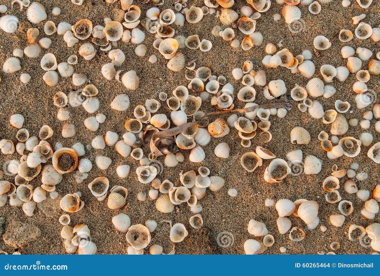 Shells in the sand stock photo. Image of beach, shell - 60265464