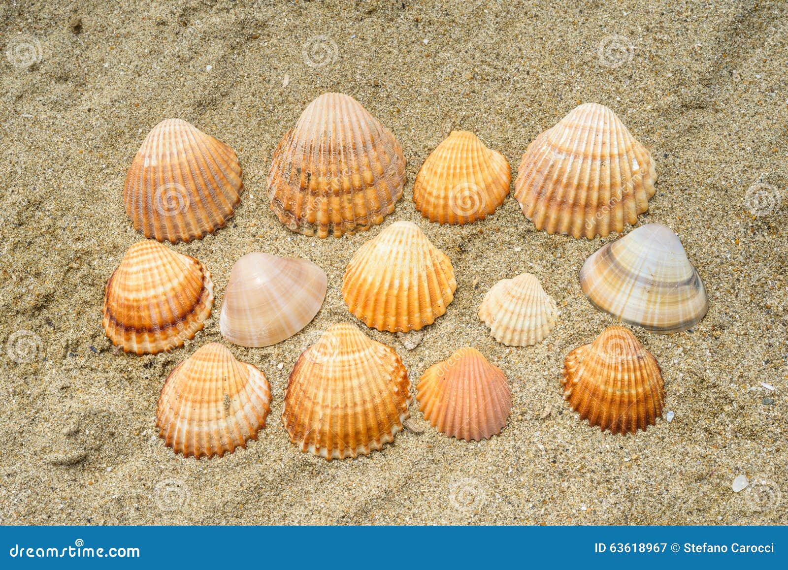 Shells on sand stock image. Image of seafood, europe - 63618967