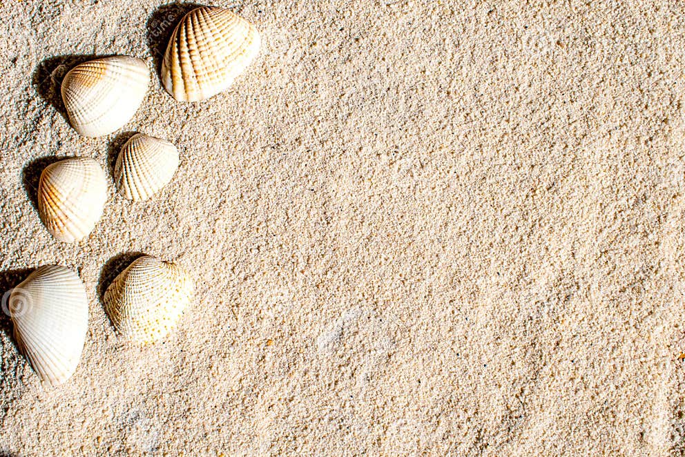 Shells on Sand Suitable for a Background Stock Image - Image of ocean ...