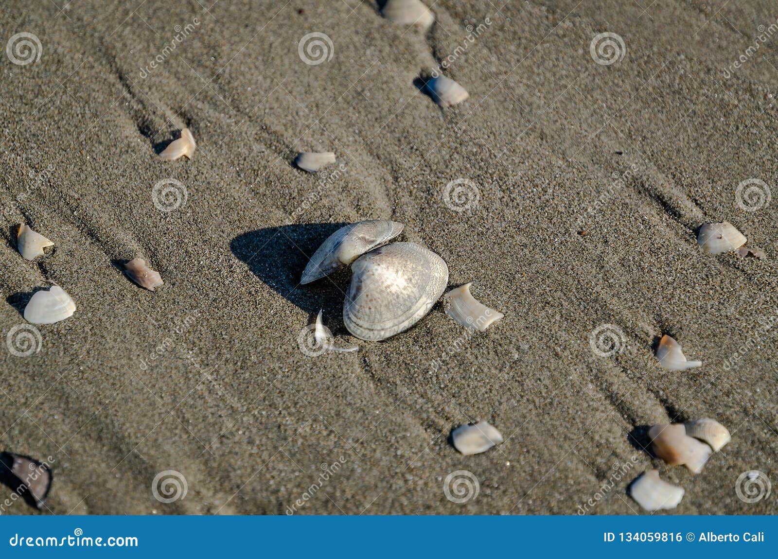 Shells on the Sand of a Sunny Beach. Stock Photo - Image of detail ...