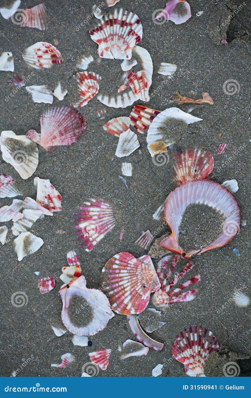 Shells on the sand stock image. Image of concept, pink - 31590941