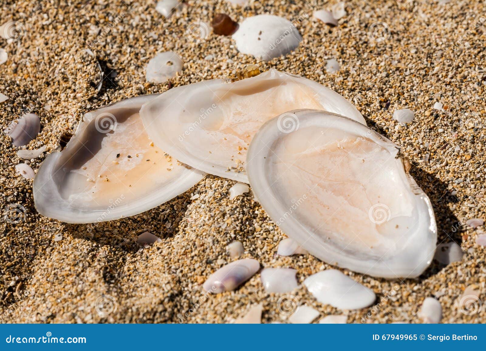 Shells in sand stock image. Image of coastline, mountainous - 67949965