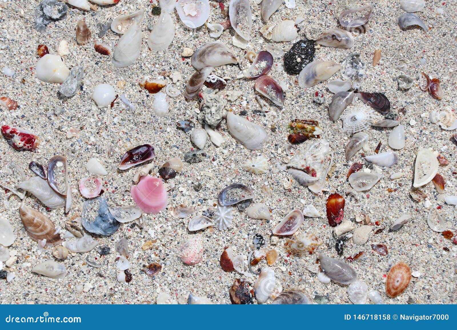 Shells in the Sand of Tropical Paradise Beach Stock Photo - Image of ...