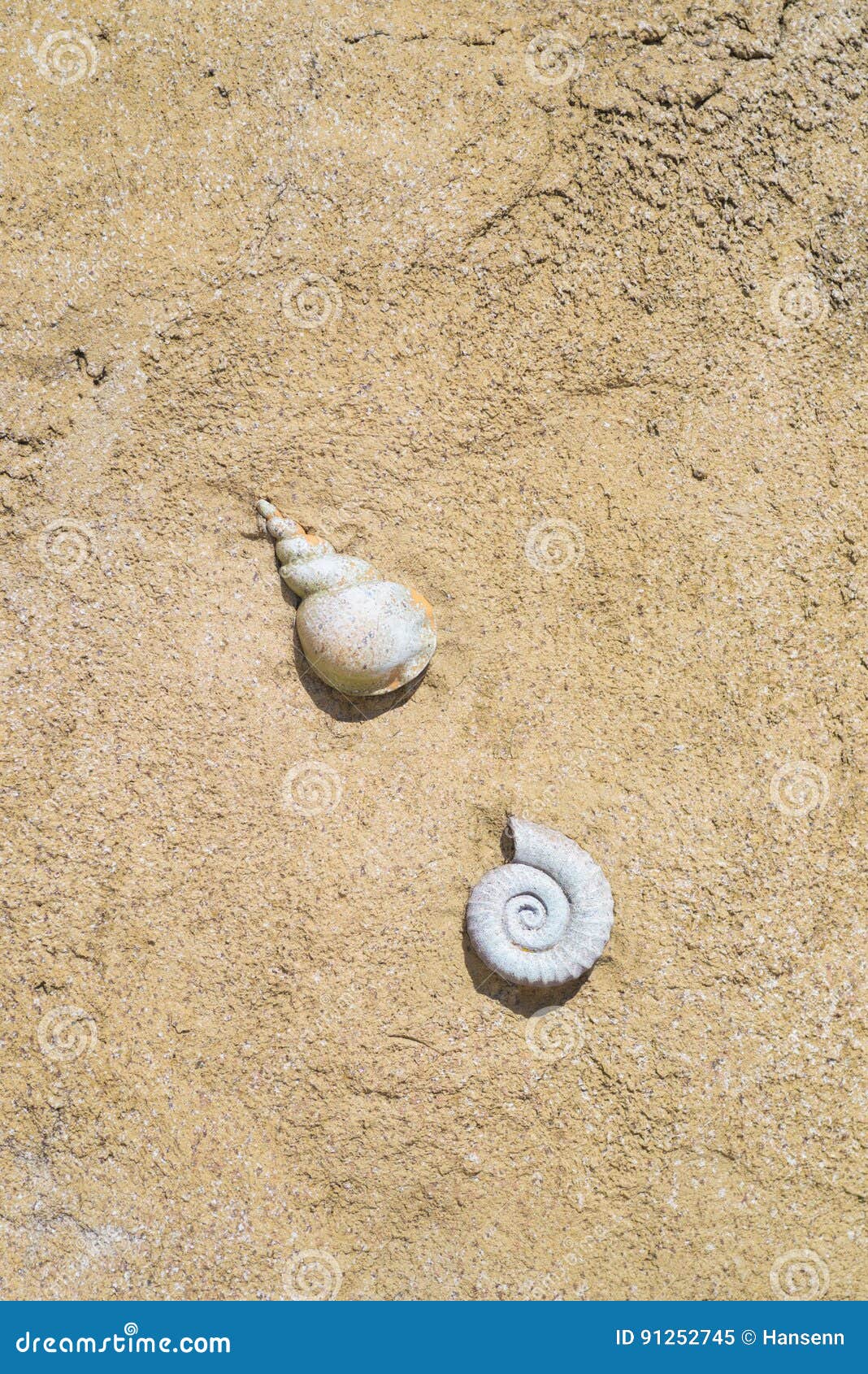 Shells in sand stock image. Image of seafood, holiday - 91252745