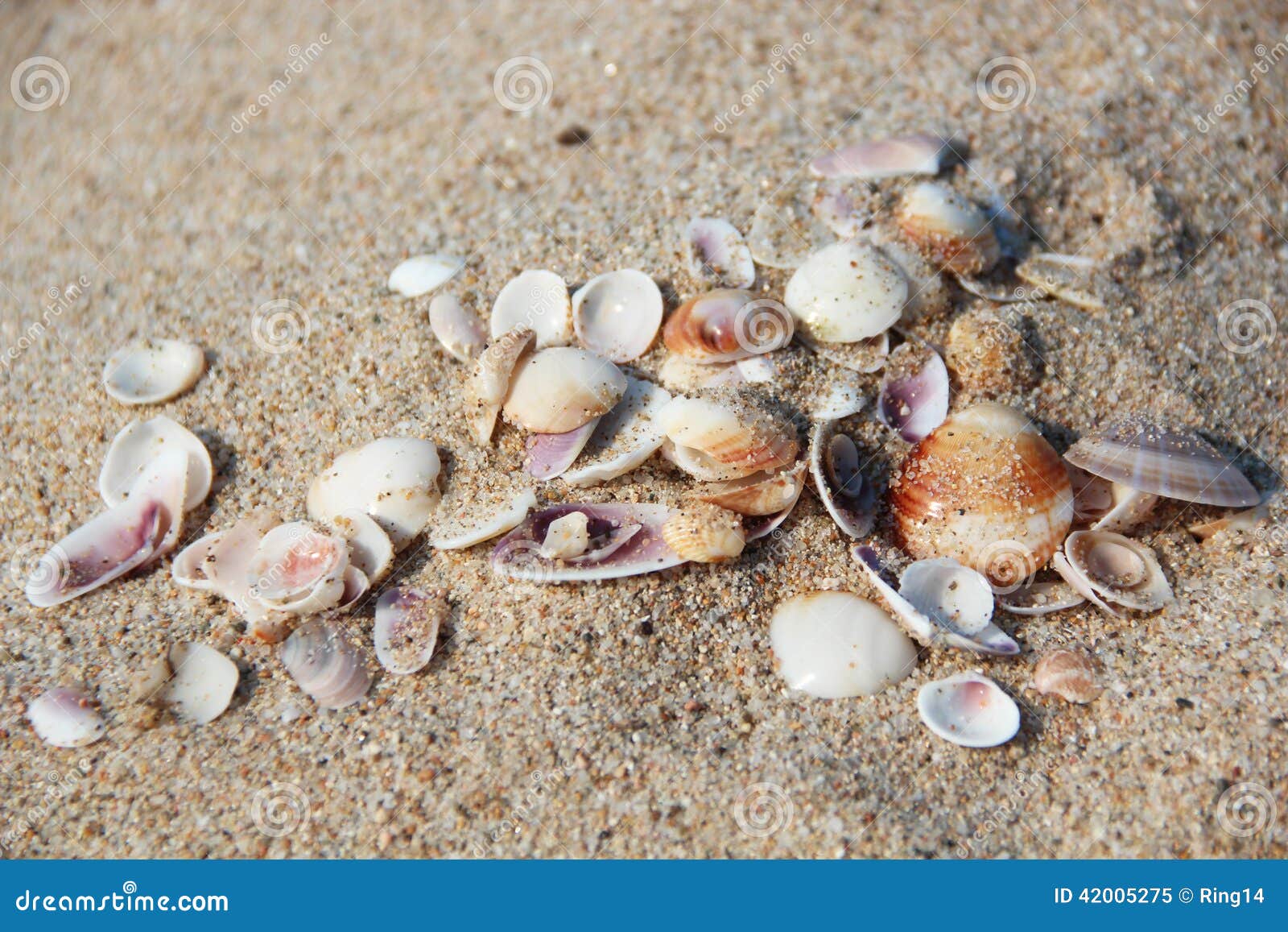 Shells on the sand stock image. Image of swimming, waves - 42005275