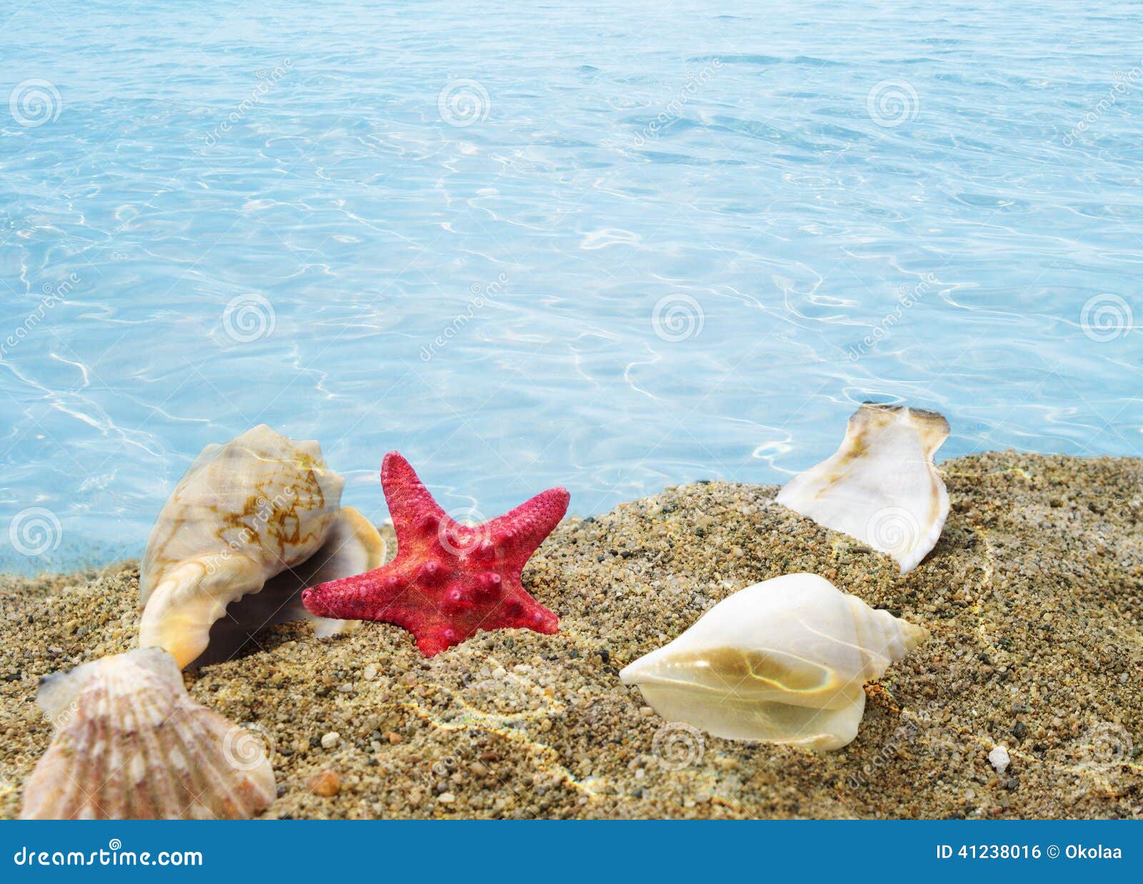 Shells on Sand Under Clear Water Stock Photo - Image of seasonal ...