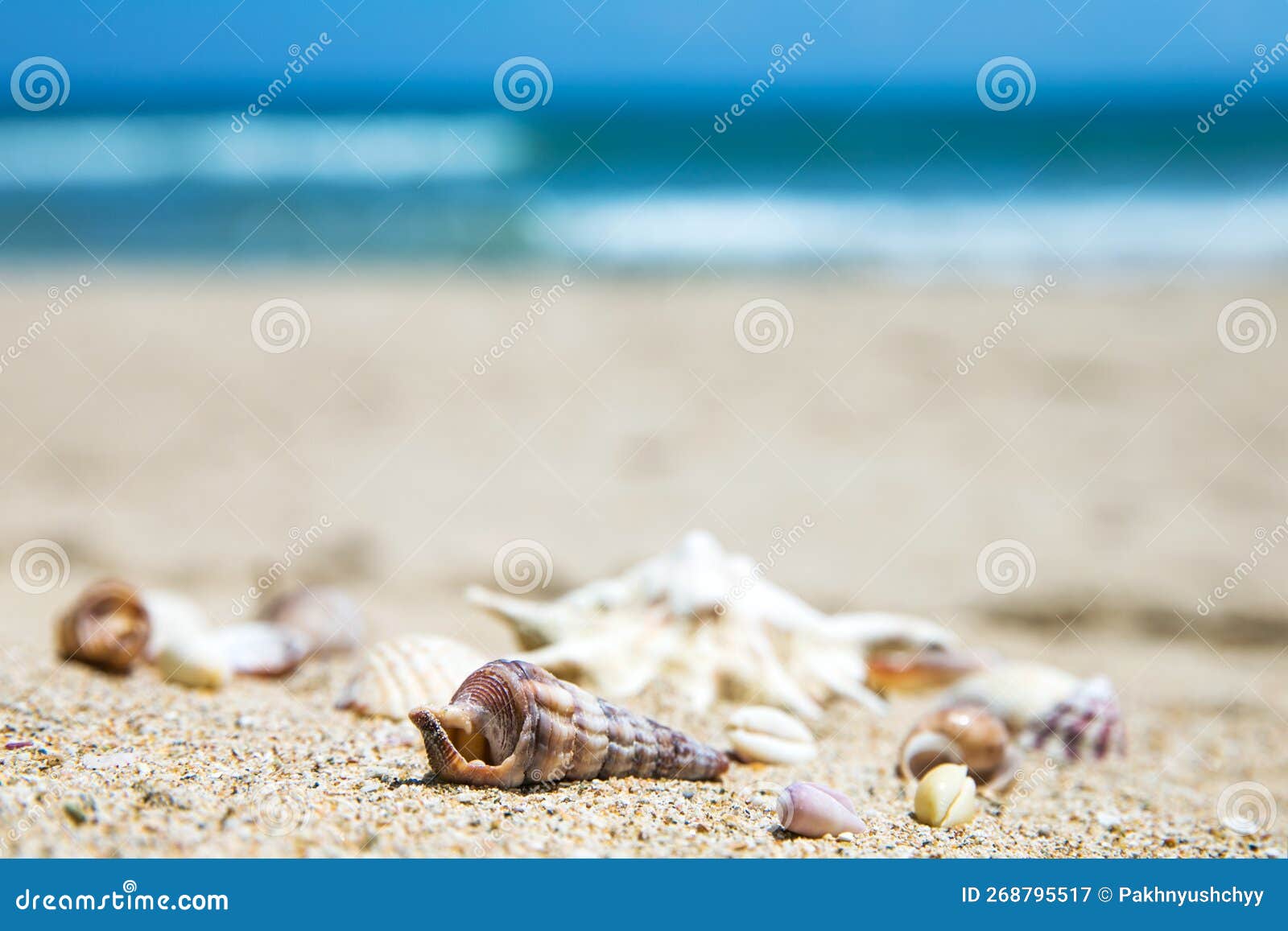 Shells on sandy beach stock image. Image of ocean, landscape - 268795517