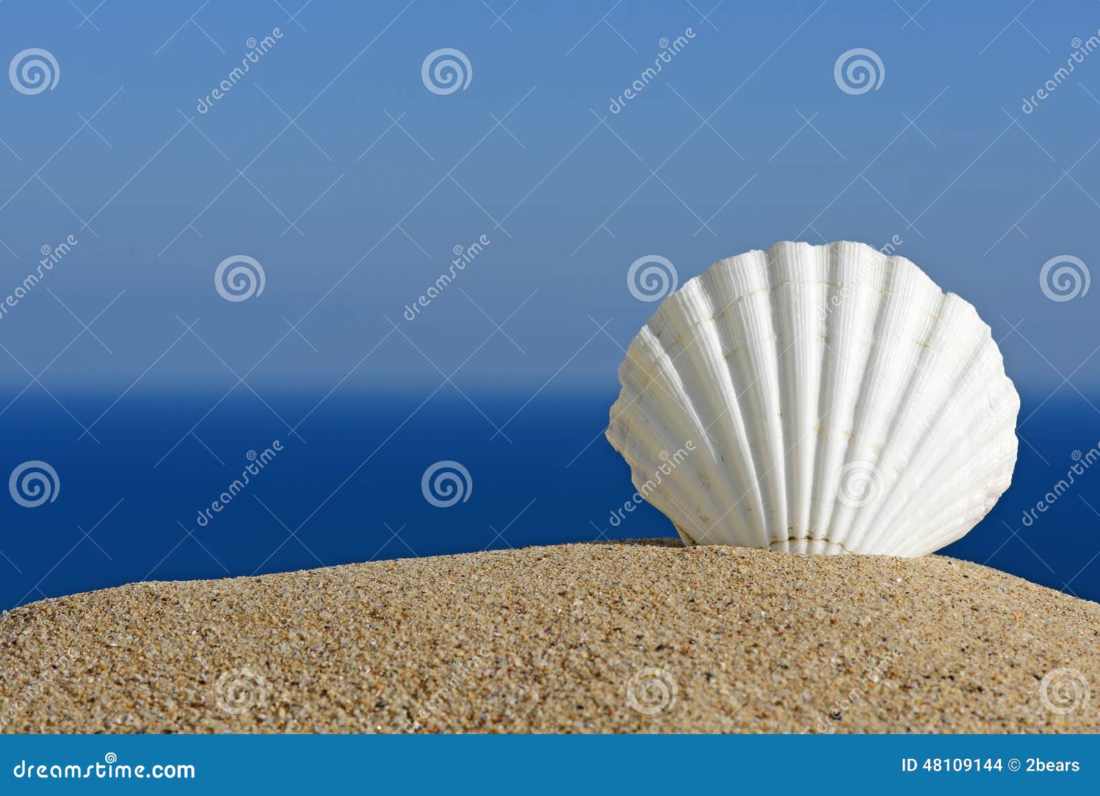 Shells on sandy beach stock photo. Image of beach, paradise - 48109144