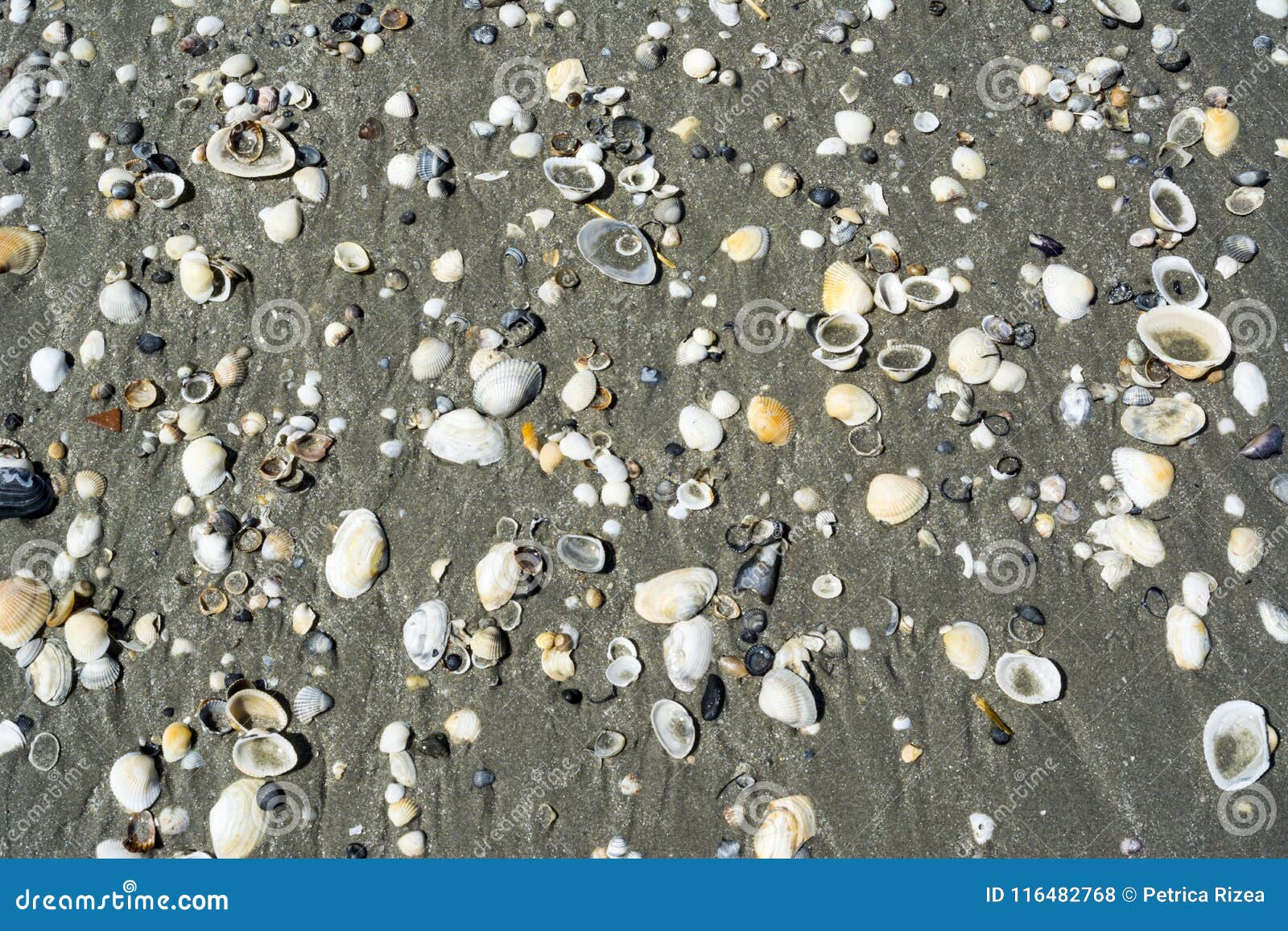 Shells on Sandy Beach Background Stock Photo - Image of detail, blue ...