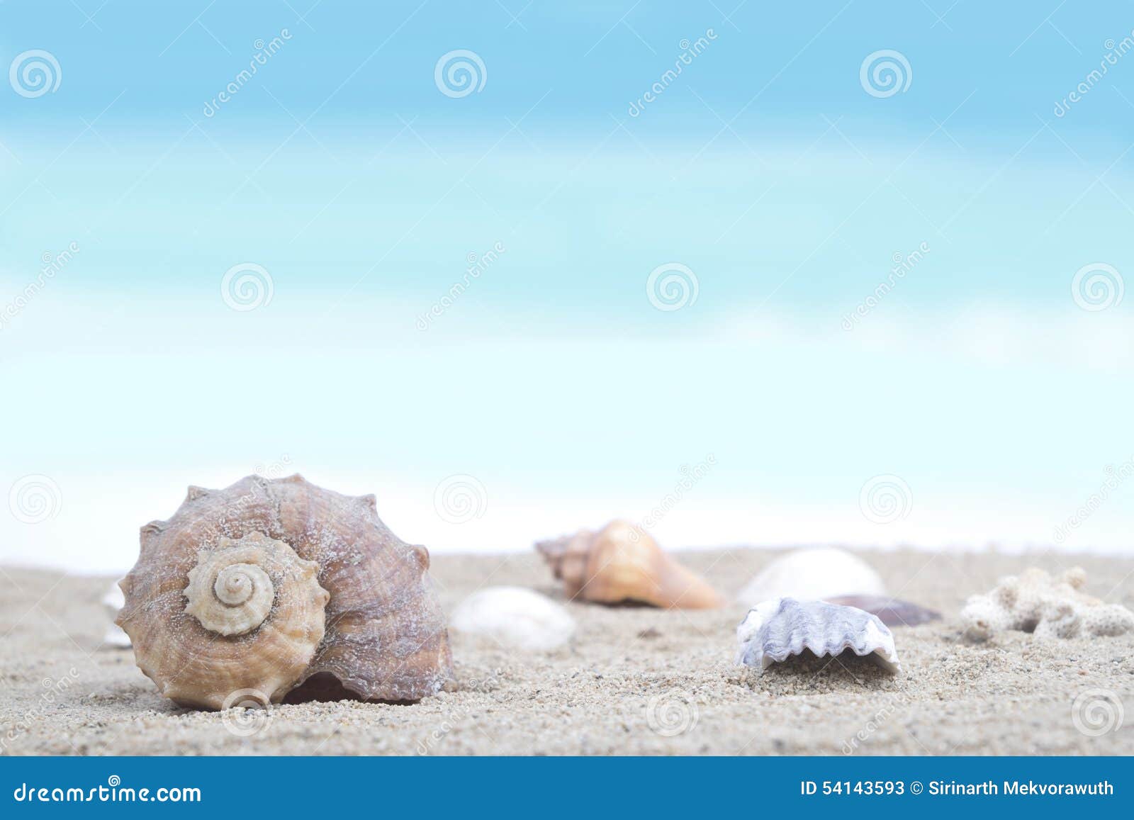 Shells on sandy beach stock image. Image of conch, landscape - 54143593