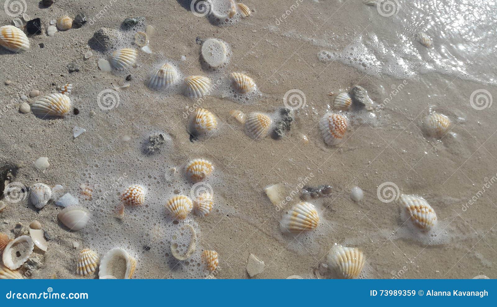 Shells on a sandy beach stock image. Image of beach, sandy - 73989359