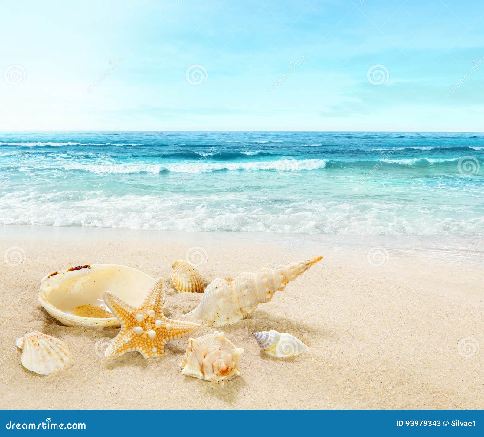 Shells on sandy beach. stock image. Image of cockleshell - 93979343