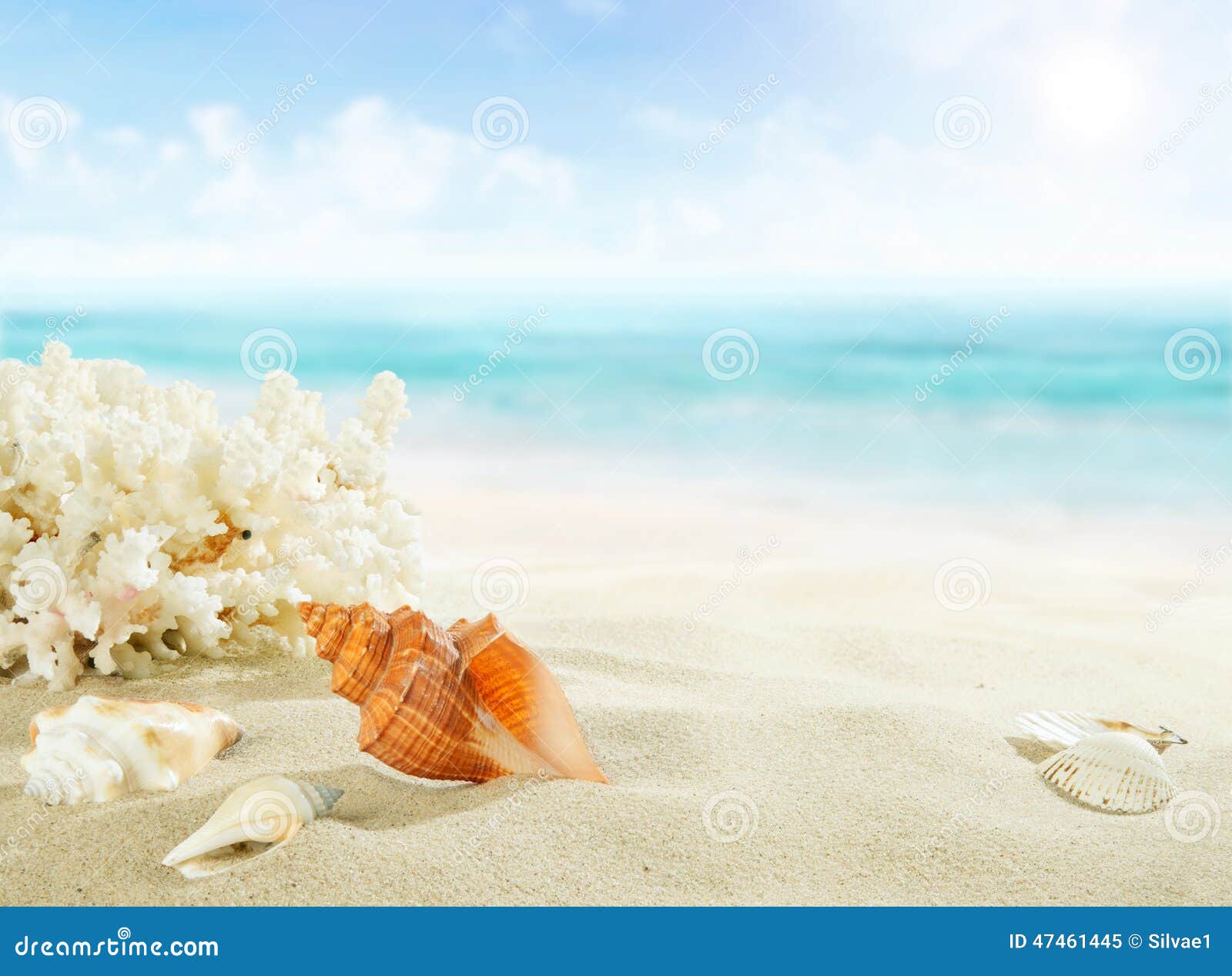 Shells on sandy beach stock image. Image of ocean, resort - 47461445